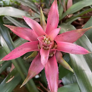 200 Types Of Bromeliads (With Pictures) | Houseplant Alley