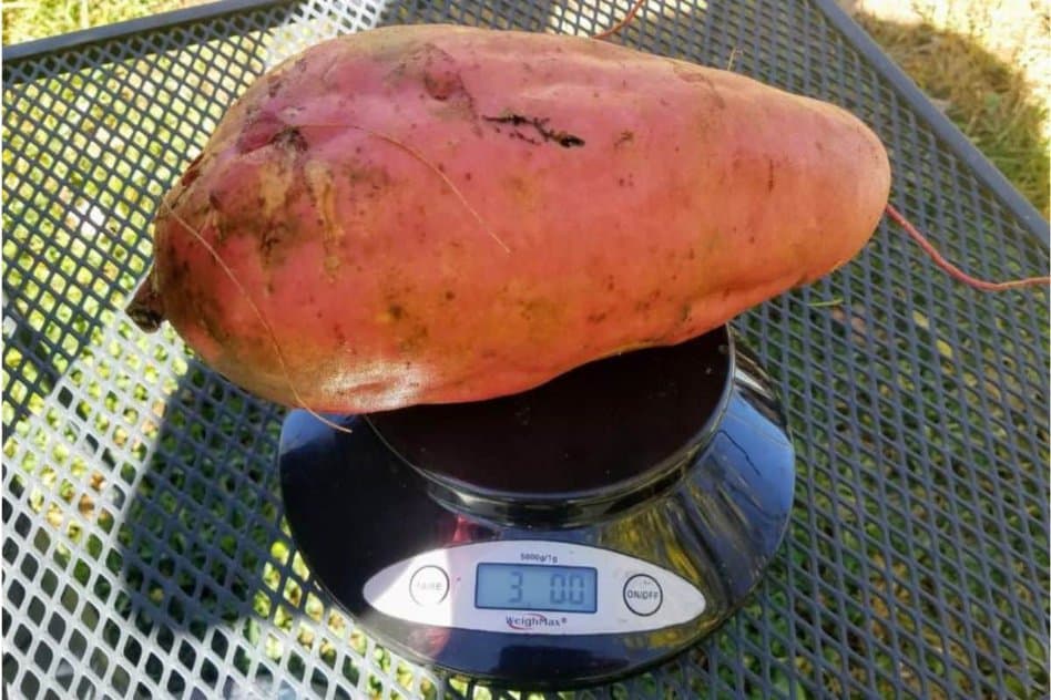How Much Does A Potato Weigh? A Guide To Potato Weights And Sizes ...