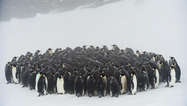 How Do Emperor Penguins Defend Themselves?
