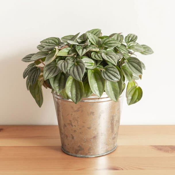 50 Marvelous Bathroom Plants to Spruce Up Your Space | Houseplant Alley