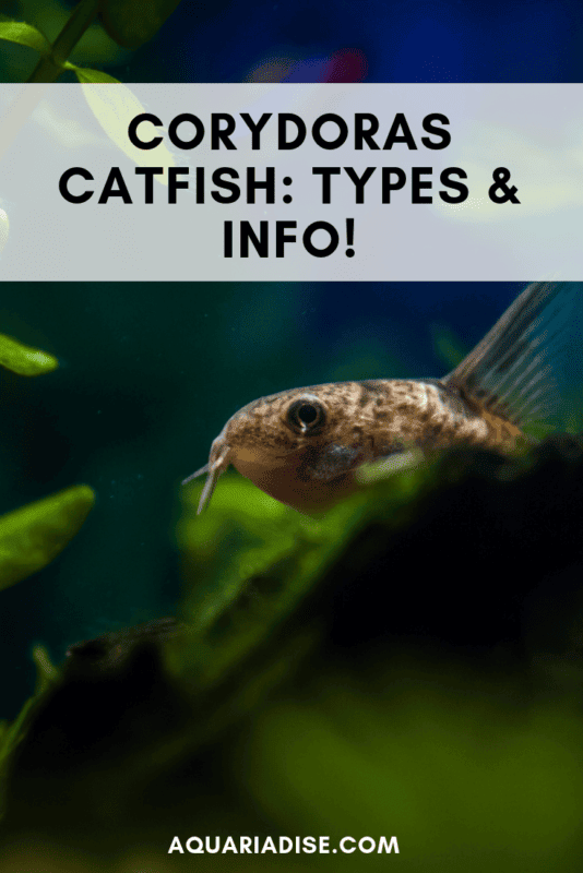 cory catfish types