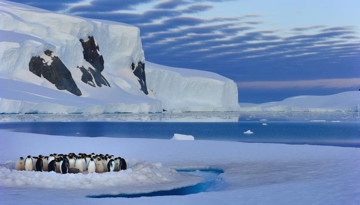 In What Ecosystems Do Penguins Live Worldwide?