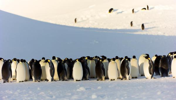 5 Fascinating Comparisons: Emperor Penguins Compared To Humans