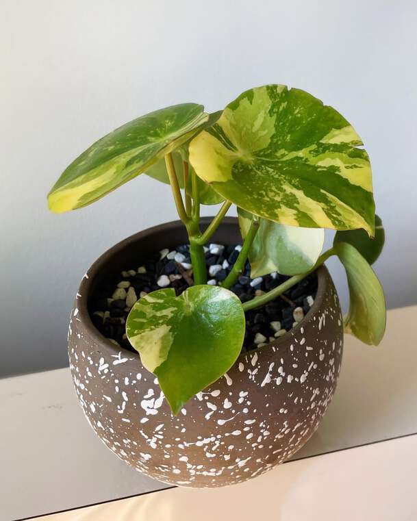 50 Beautiful Peperomia Varieties for Indoors | Houseplant Alley