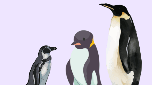 Penguin Species, Habitats & Conservation Guide | 2025