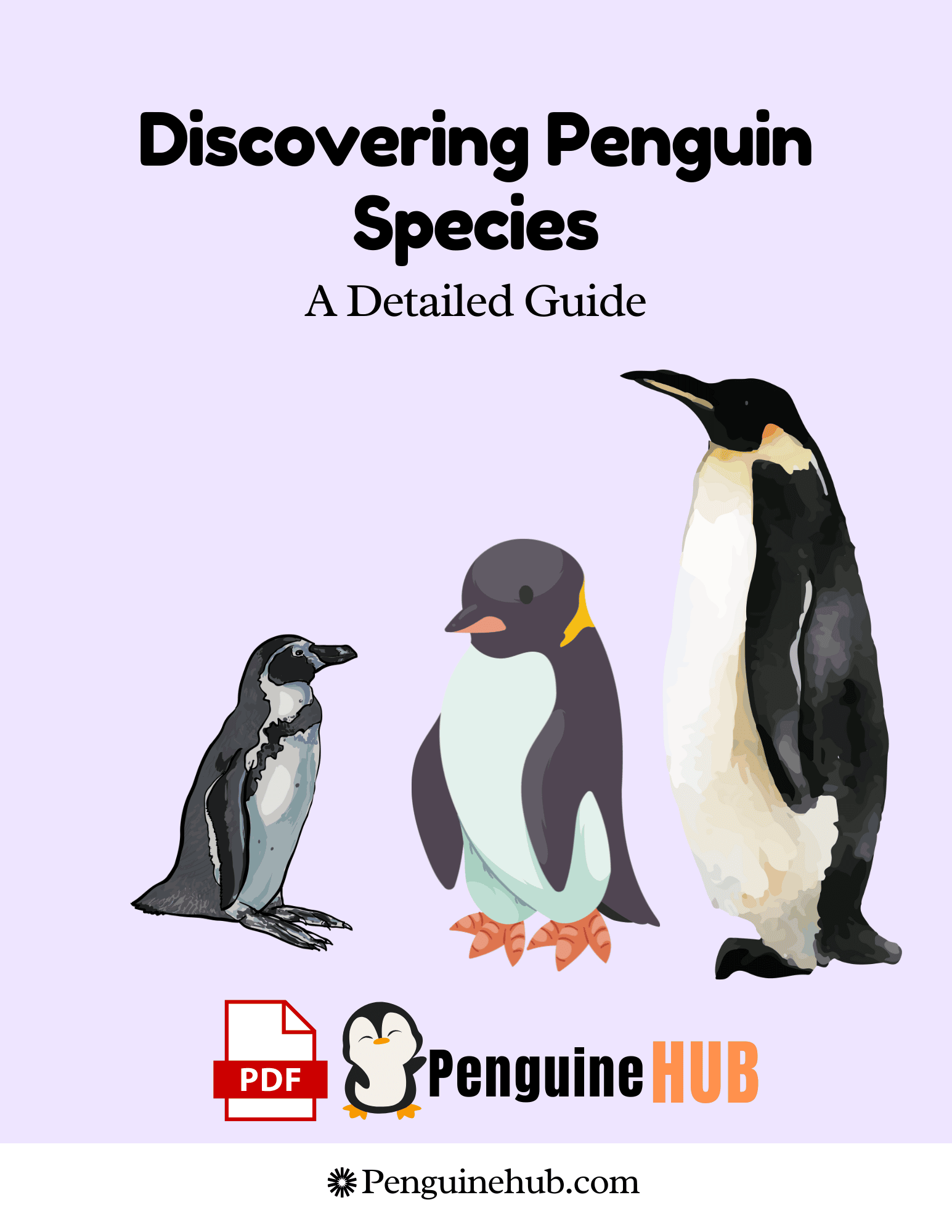 Penguin Species, Habitats & Conservation Guide | 2025