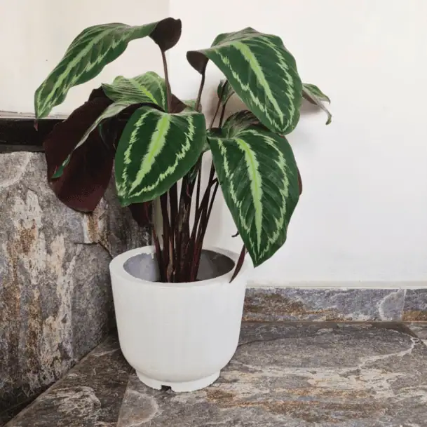Best Low Light Plants for Your Windowless Bathroom | Houseplant Alley