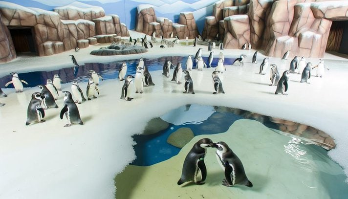 How Does A Penguin Live And Thrive In Captivity?
