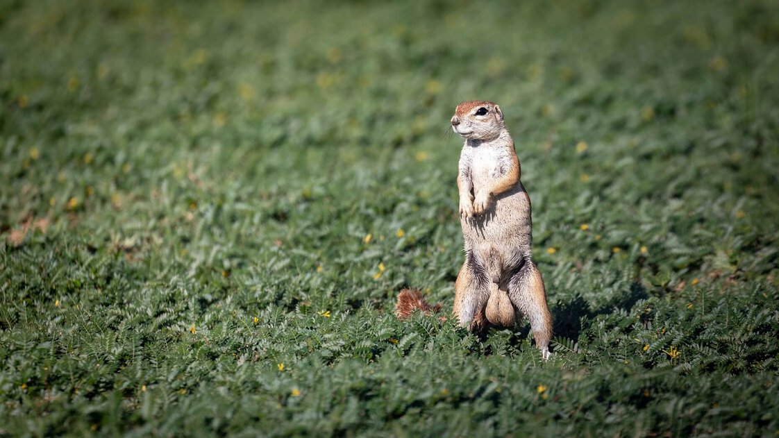Xerus Ground Squirrels | Kalahari Safari | 2025 Exclusive