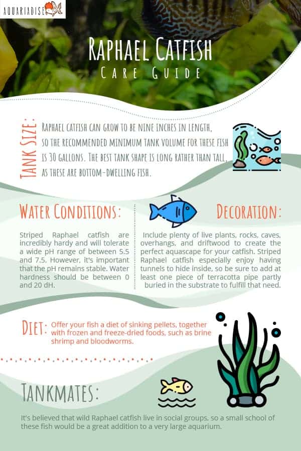 leopard catfish care