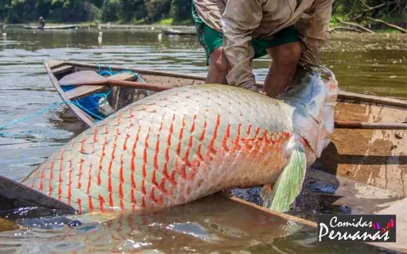 Pescado Paiche de la Selva Peruana - Comidasperuanas.com.pe