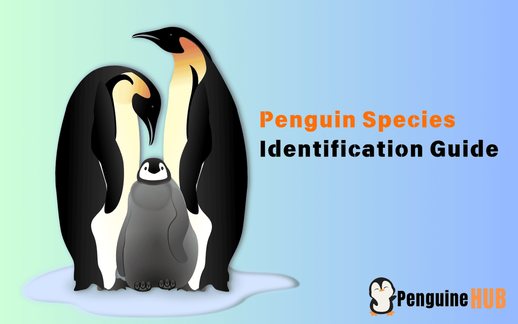 Penguin Species Identification Guide: Discover Penguins