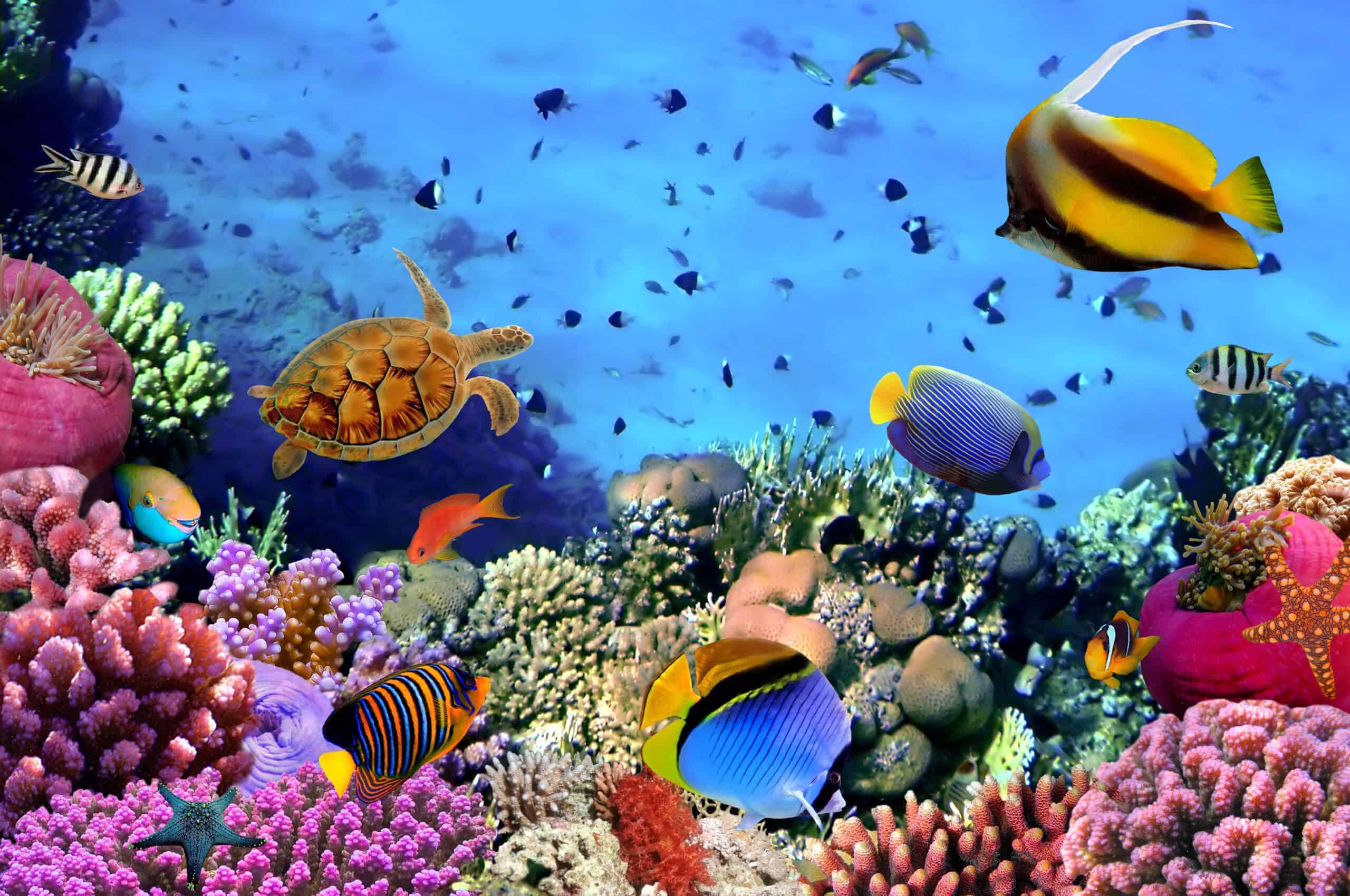 15 Most Colorful Coral Reefs to Snorkel and Dive In