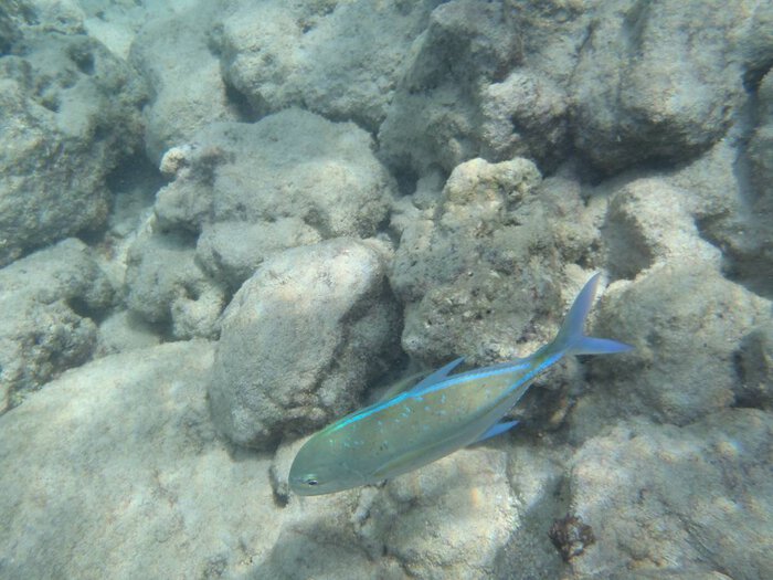 Hanauma Bay for Snorkeling: Things You Need to Know