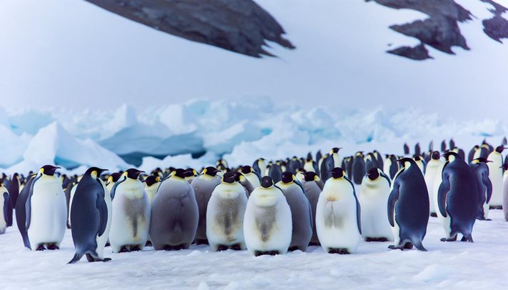 Do Emperor Penguins Sleep: Understanding Their Patterns