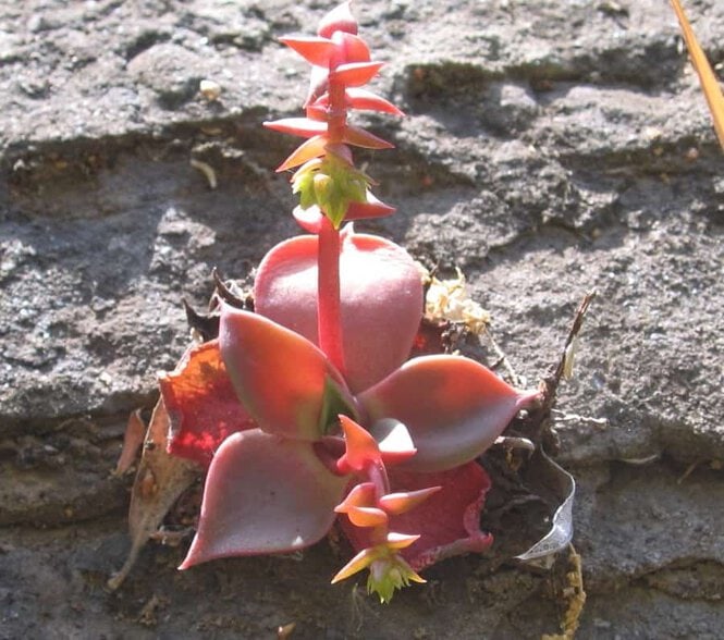 Dudleya Succulents 101: A Visual Tour of 52 Different Varieties ...