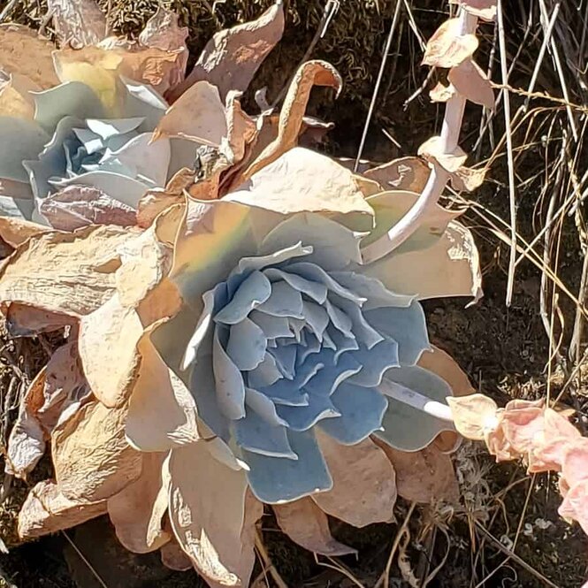 Dudleya Succulents 101: A Visual Tour of 52 Different Varieties ...