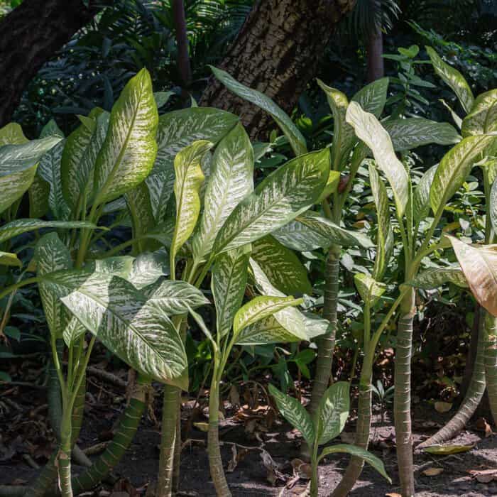 8 Plants That Look Like Bamboo But Are Not | Houseplant Alley