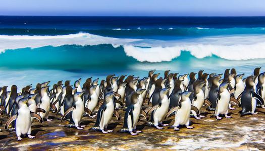 Why Are Gentoo Penguins Endangered?