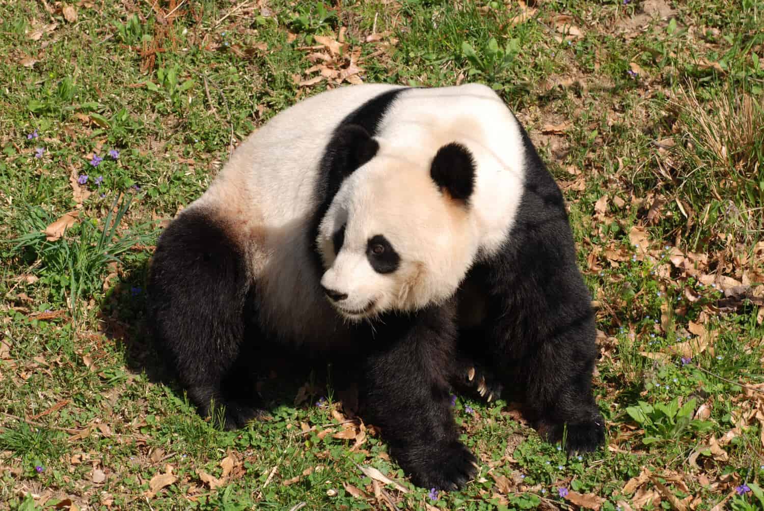 Spirito Animale del Panda: una guida completa al Totem del ...