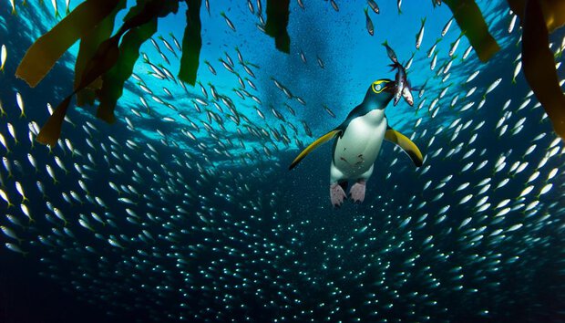5 Surprising Facts About The Yellow Eyed Penguin
