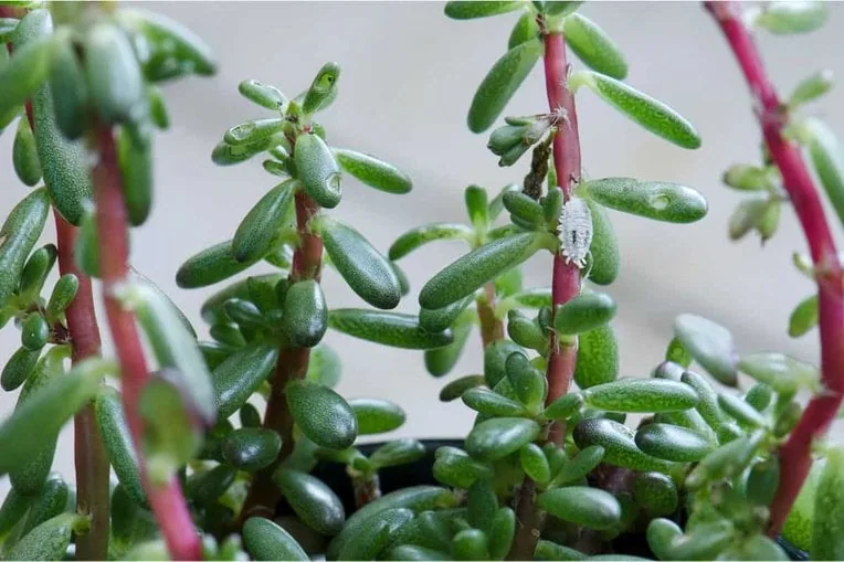 6 Common Jade Plant Bugs: Identification and Eradication Tips ...