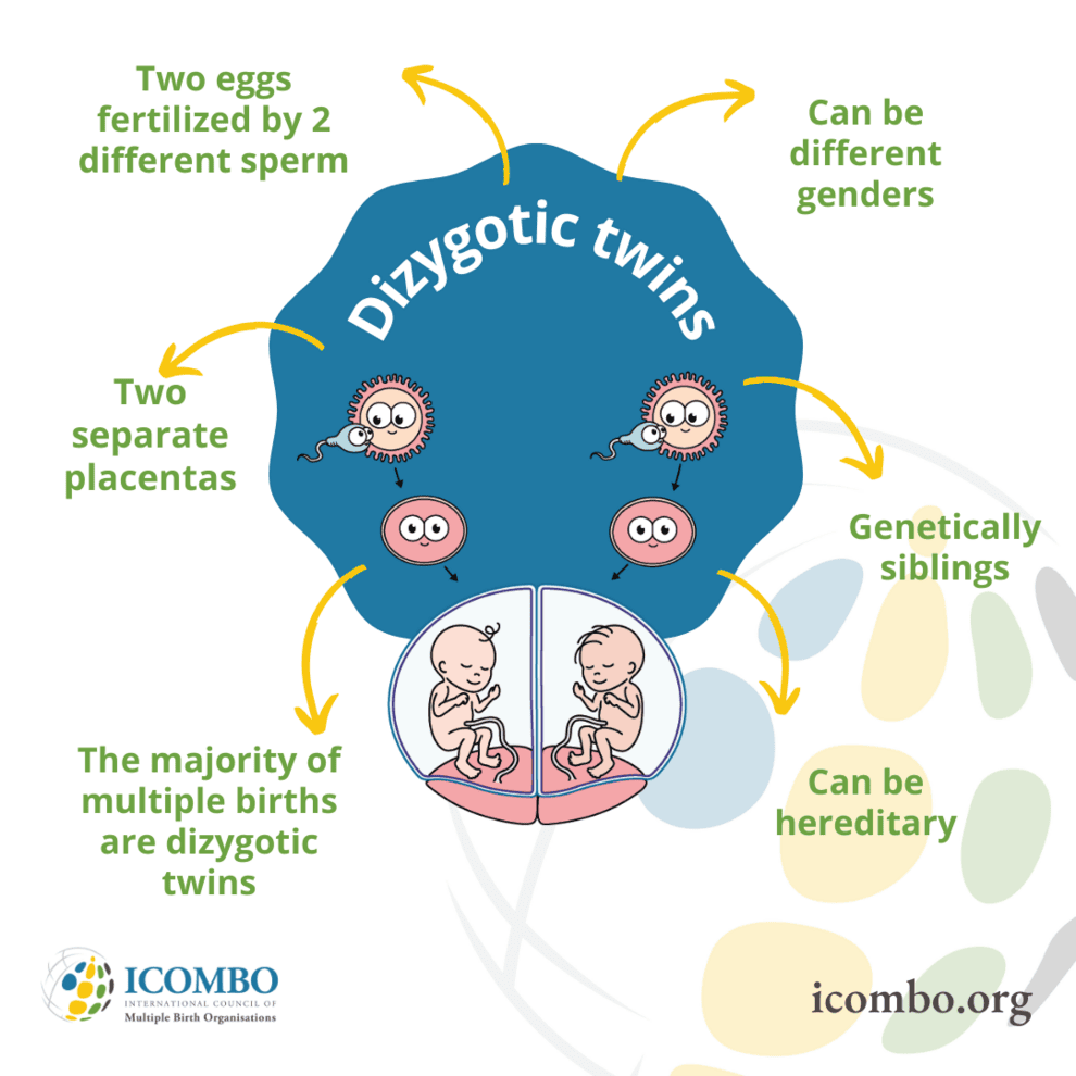 Zygosity for twins - International Council of Multiple Birth Organisations