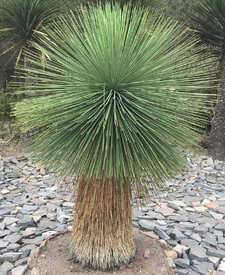 61 Yucca Plant Varieties: Identification and Care Guide | Succulent Alley