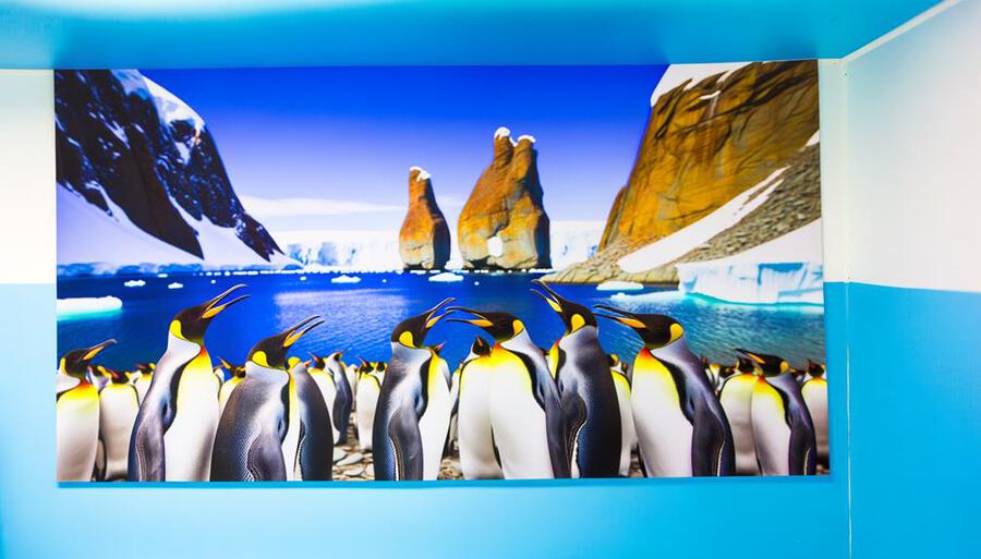 7 Fascinating Maps Show Where King Penguins Live