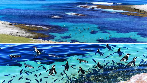 Simple Map Of Penguin Habitats In 3 Key Regions