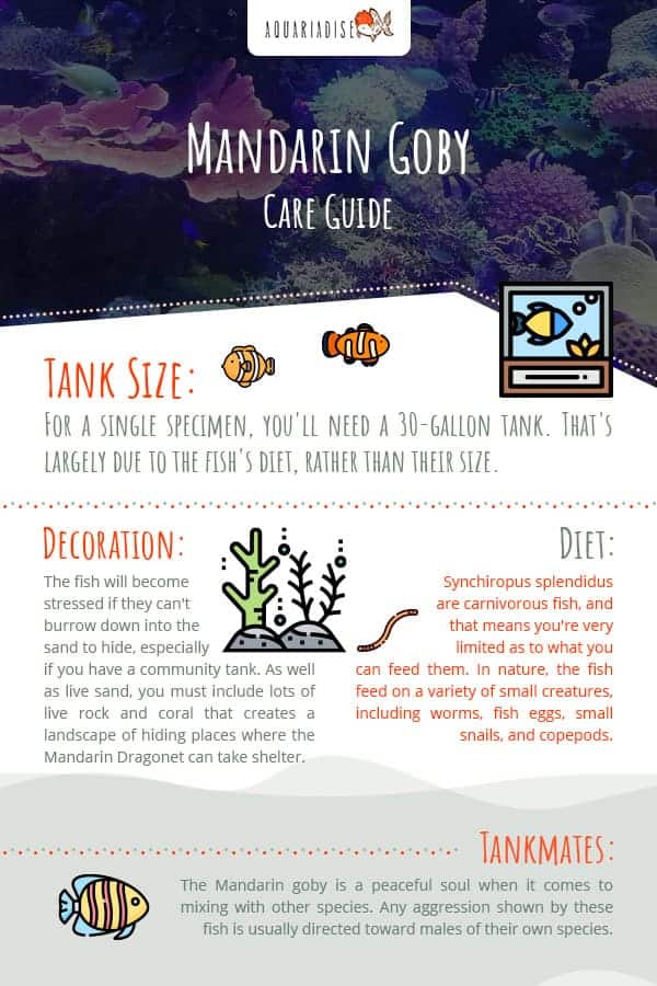 goby care guide