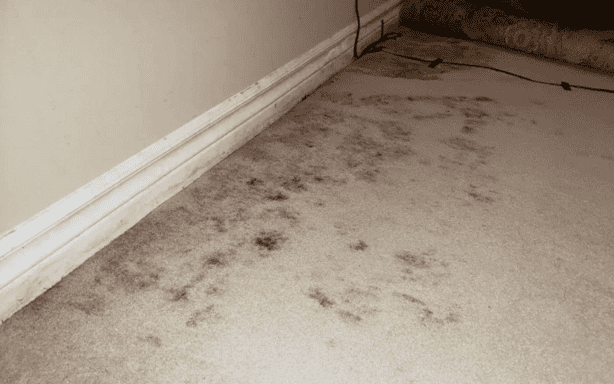 3 Methods To Get Rid Of Mold From Carpets
