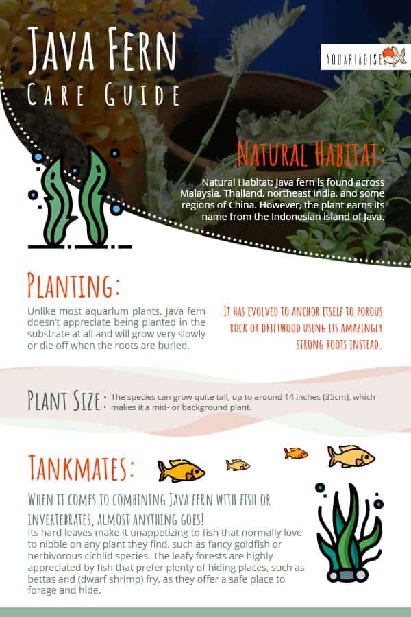 java fern light requirements