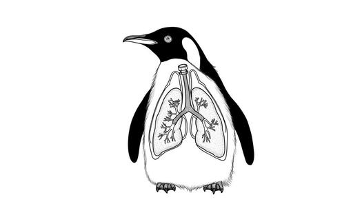 How Does An Emperor Penguin Hold Its Breath So Long?