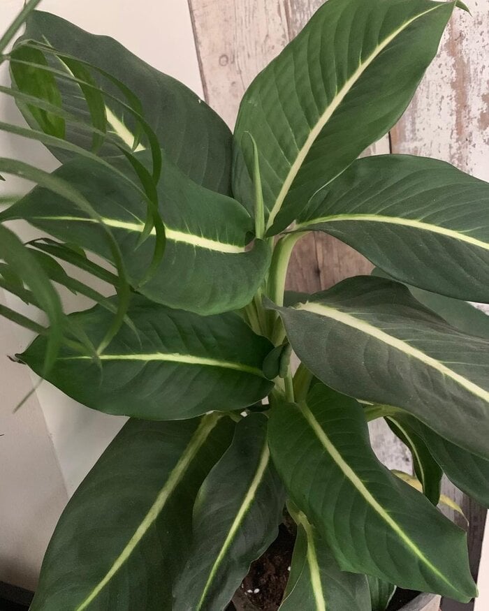 44 Stunning Dieffenbachia Varieties You Need to Know | Houseplant Alley