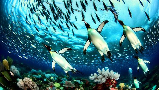 5 Fascinating Comparisons: Emperor Penguins Compared To Humans