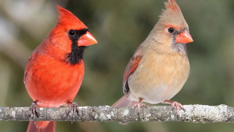 13 Ways to Attract Cardinals Without Spending a Fortune