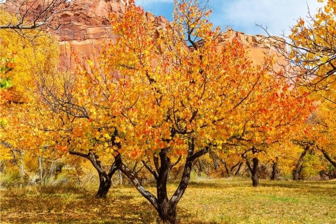 Fall Vs Autumn - What's The Difference?