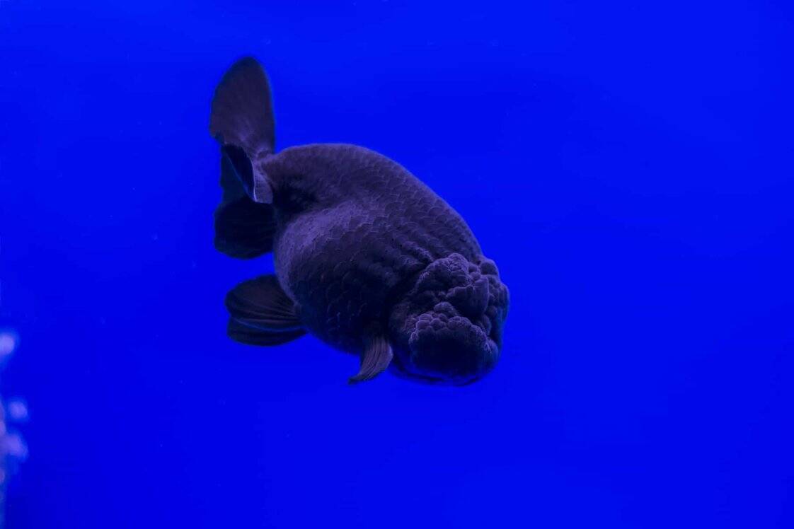 black goldfish types