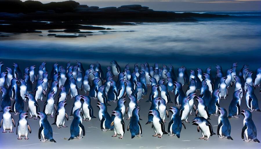 10 Key Locations On The Map Where African Penguins Live