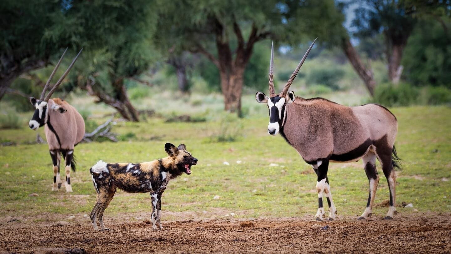 Discover the Gemsbuck: Adaptations, Threats, Conservation 25