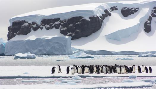 Facts About Different Types Of Penguins: Identifying Key Features