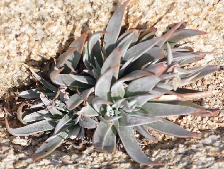 Dudleya Succulents 101: A Visual Tour of 52 Different Varieties ...
