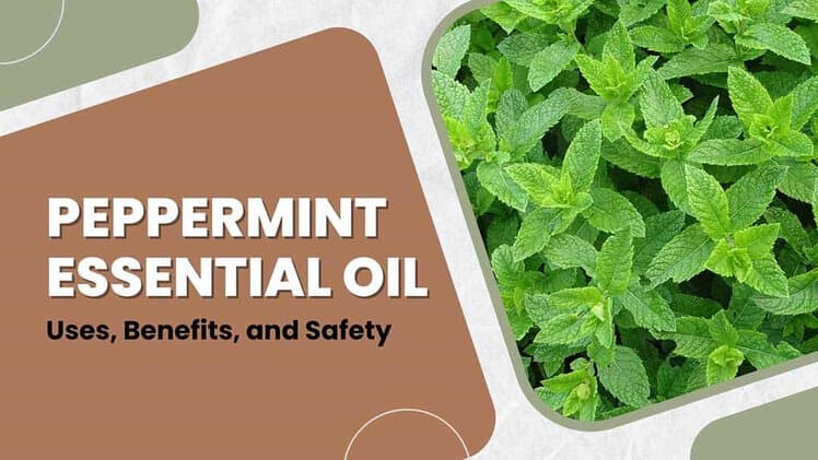 Peppermint Essential Oil: Uses, Benefits, And Safety Of Peppermint Oil ...