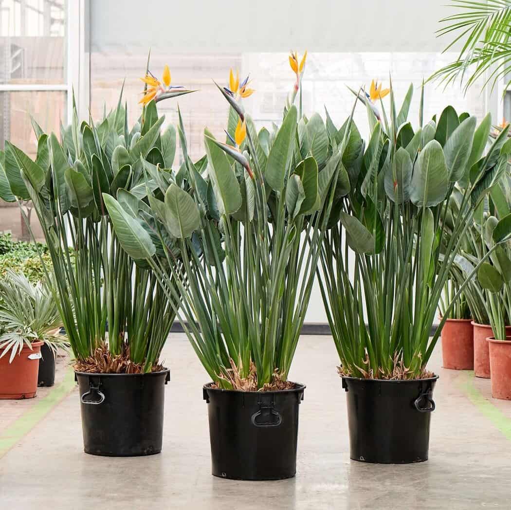 25 Best Tall Plants For Balcony Privacy | Houseplant Alley