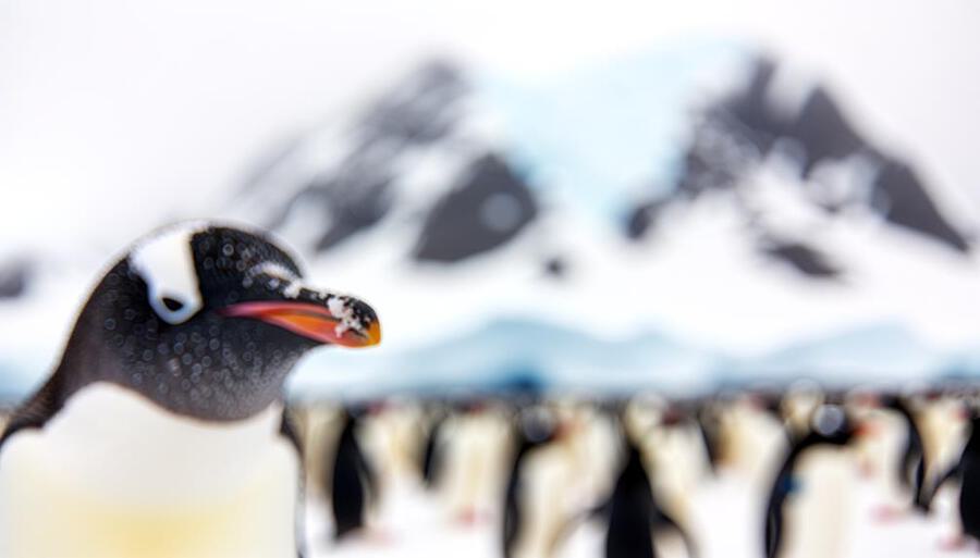 Understanding Penguin Beak Types: A Guide