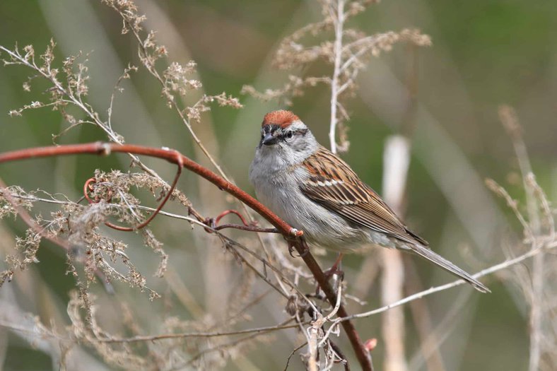 23 Species of Sparrows in Florida: An In-Depth Look