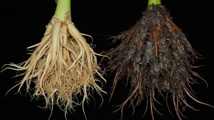 Are You Overwatering? Signs Your Plants Are Getting Too Much Water ...