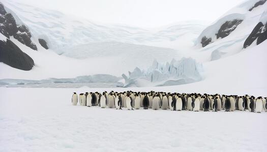 How Do Emperor Penguins Take Care Of Their Eggs?