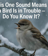 Can Birds Eat Cheese? Which Cheeses To Offer and Avoid